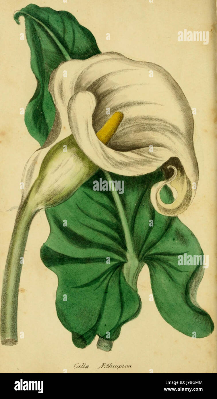 Poems on conchology and botany Stock Photo - Alamy