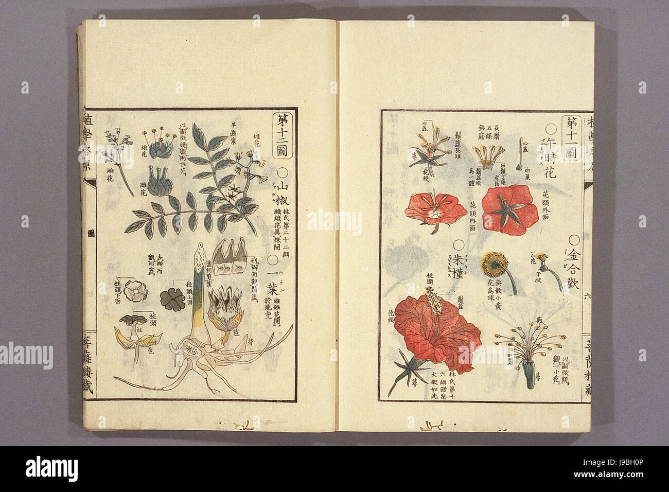 Ihachi hi-res stock photography and images - Alamy