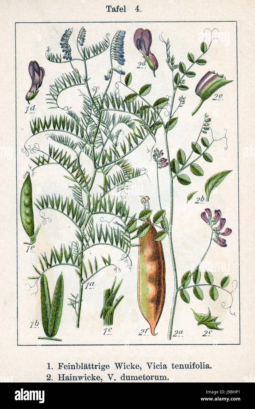 Vicia spp Sturm4 Stock Photo - Alamy