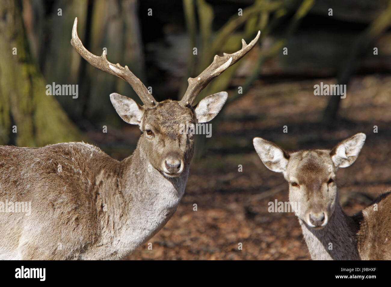 male, masculine, female, fallow deer, hart, stag, female, mammal, male ...
