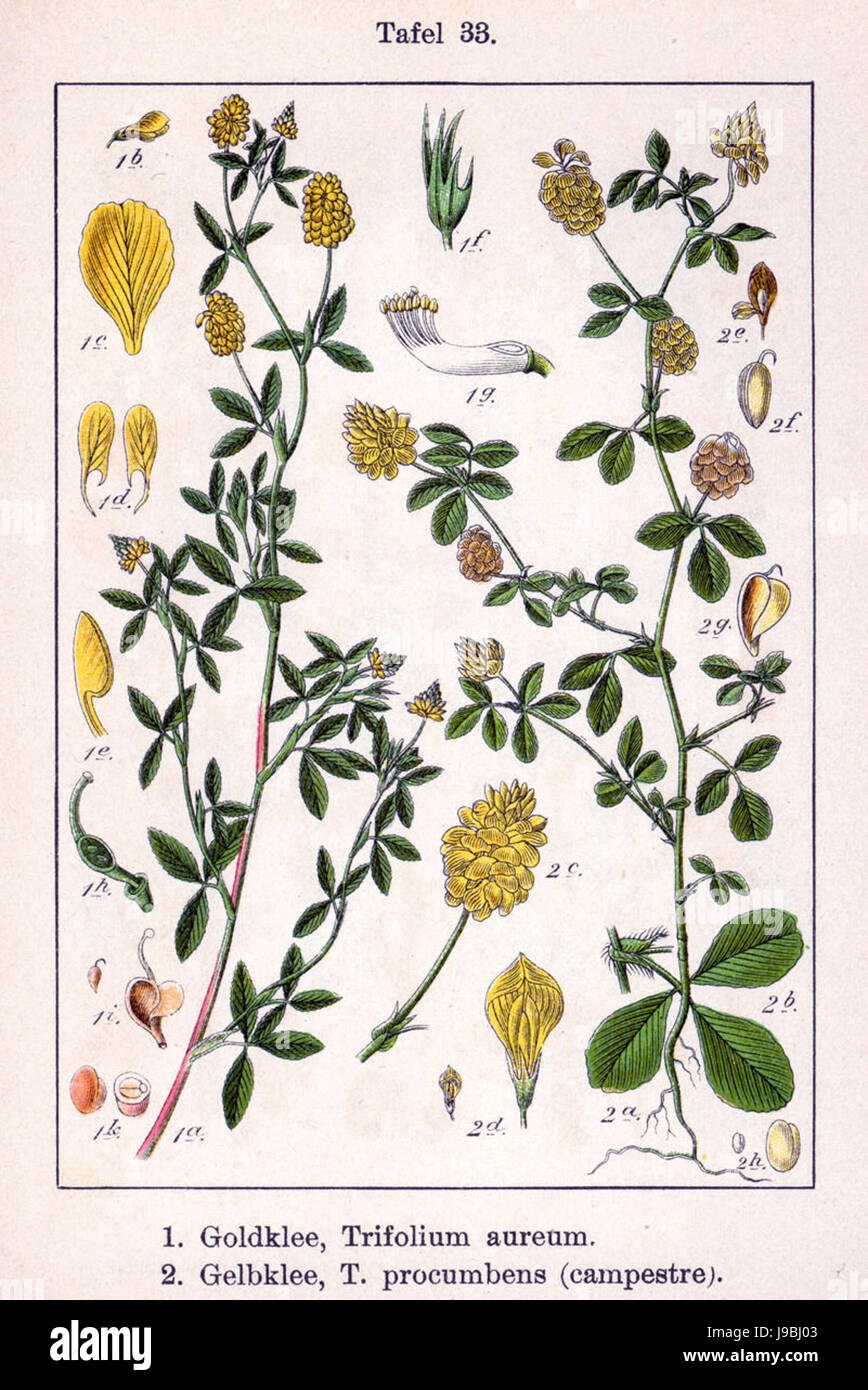 Trifolium spp hi-res stock photography and images - Alamy