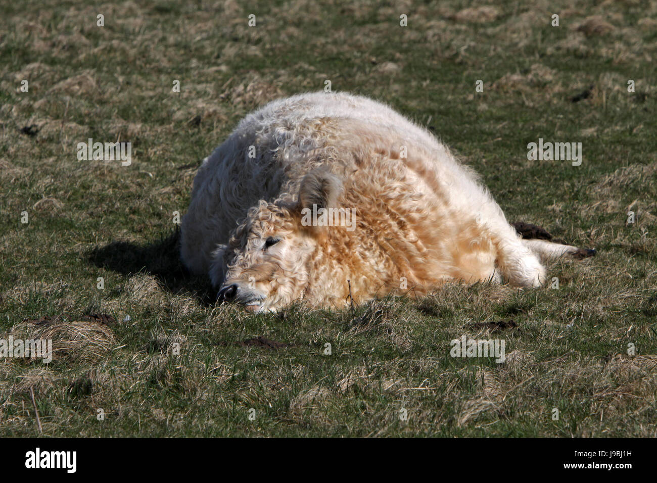 cow, bovine, cows, cattle, animal, mammal, animals, mammals, cow ...