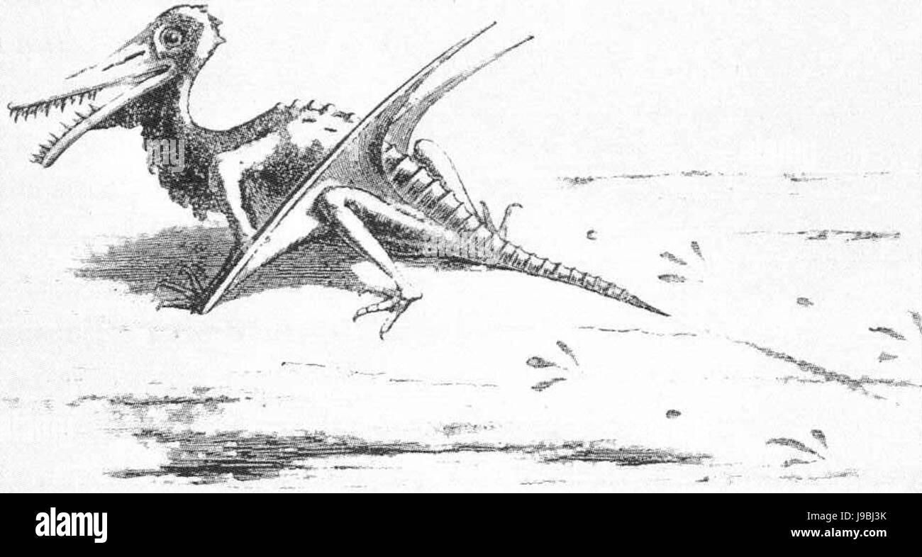 Flying reptile species Black and White Stock Photos & Images - Alamy