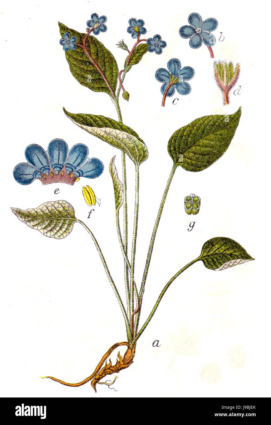 Verna bloom Cut Out Stock Images & Pictures - Alamy