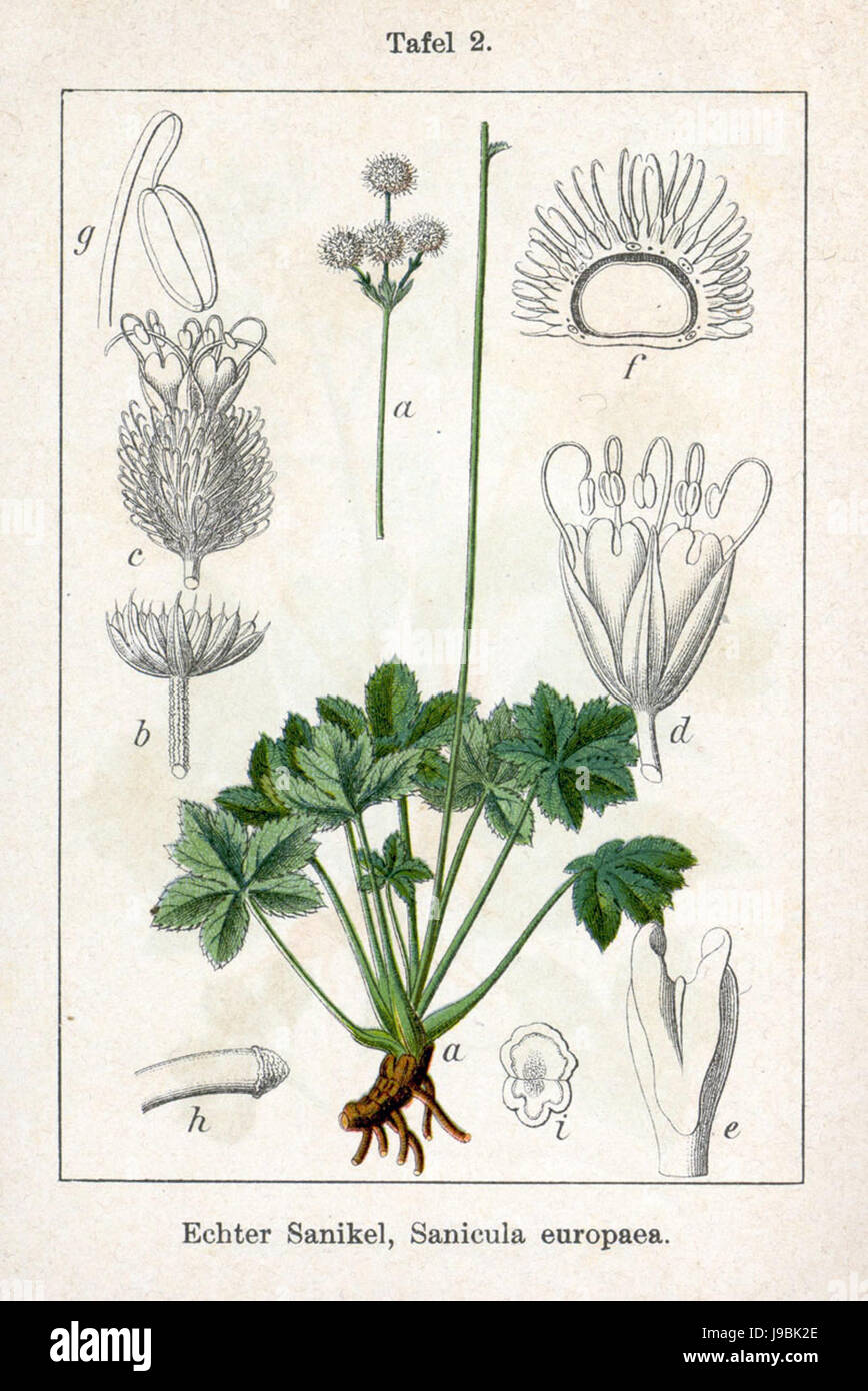 Sanicula europaea sanicula europaea hi-res stock photography and images ...