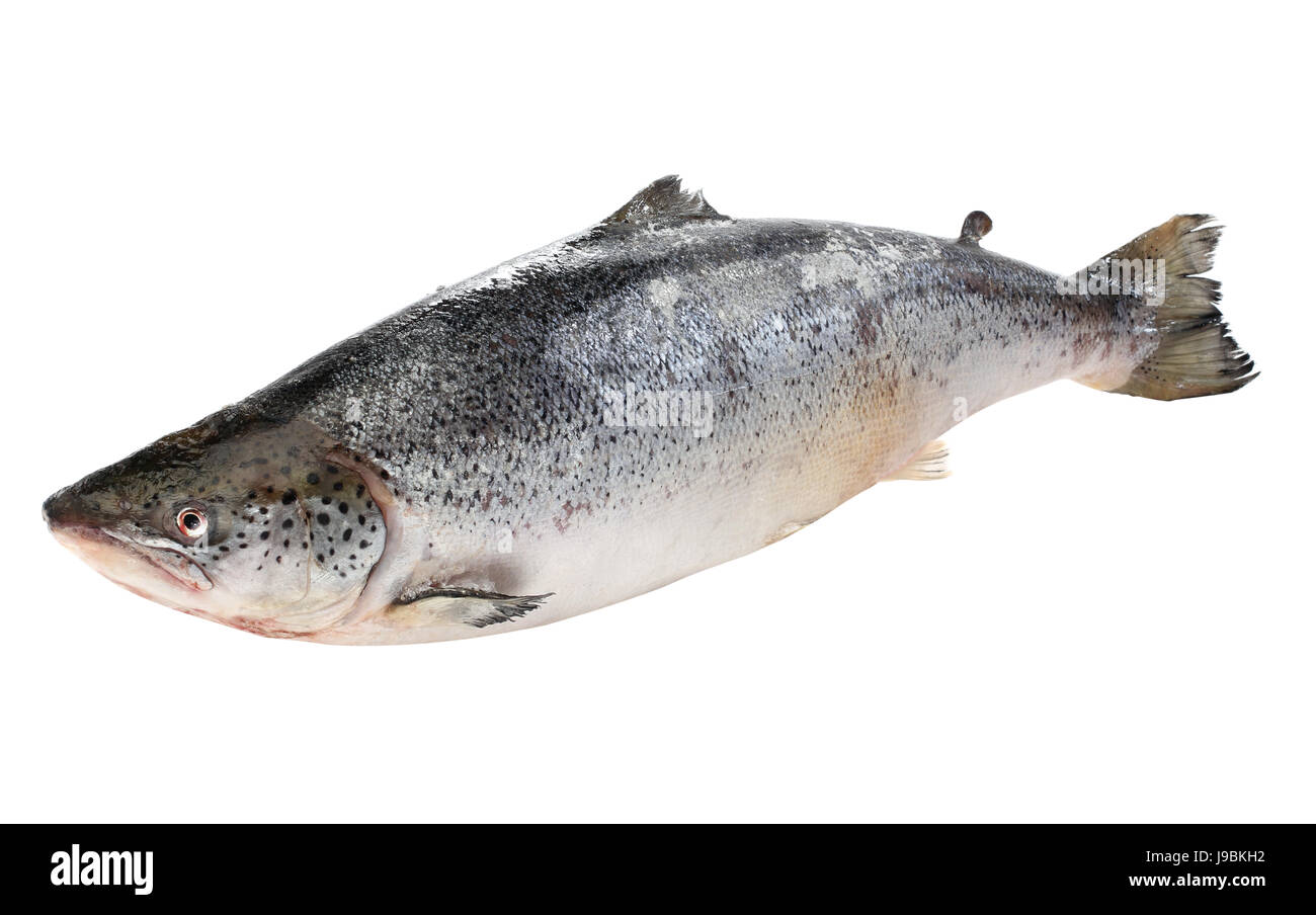 food, aliment, isolated, animal, silver, angle, fish, boil, cooks ...