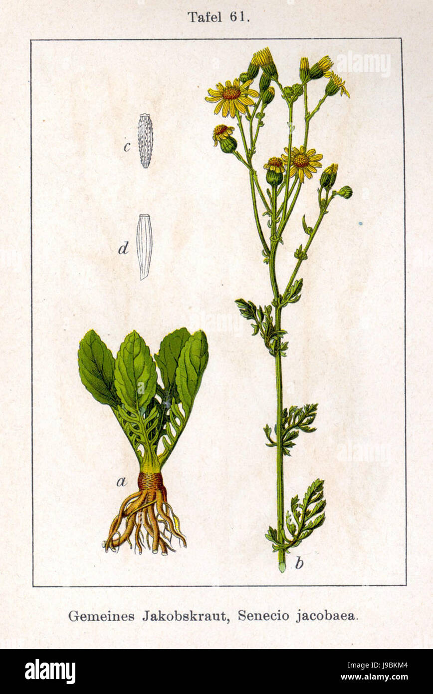 Senecio jacobaea Sturm13061 Stock Photo - Alamy