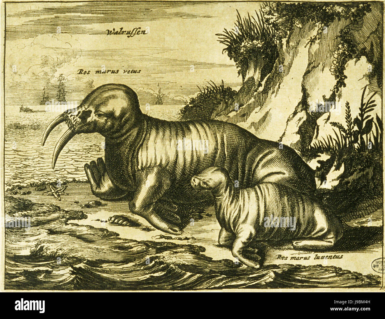 A historical illustration of a walrus from 1720, showcasing the marine ...