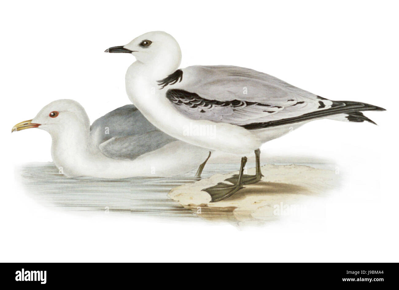 Coastal breeding Cut Out Stock Images & Pictures - Alamy