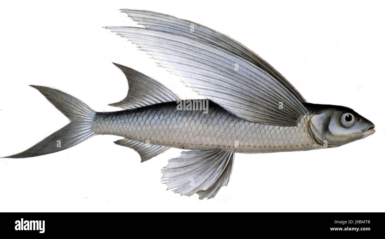 Parexocoetus High Resolution Stock Photography and Images - Alamy