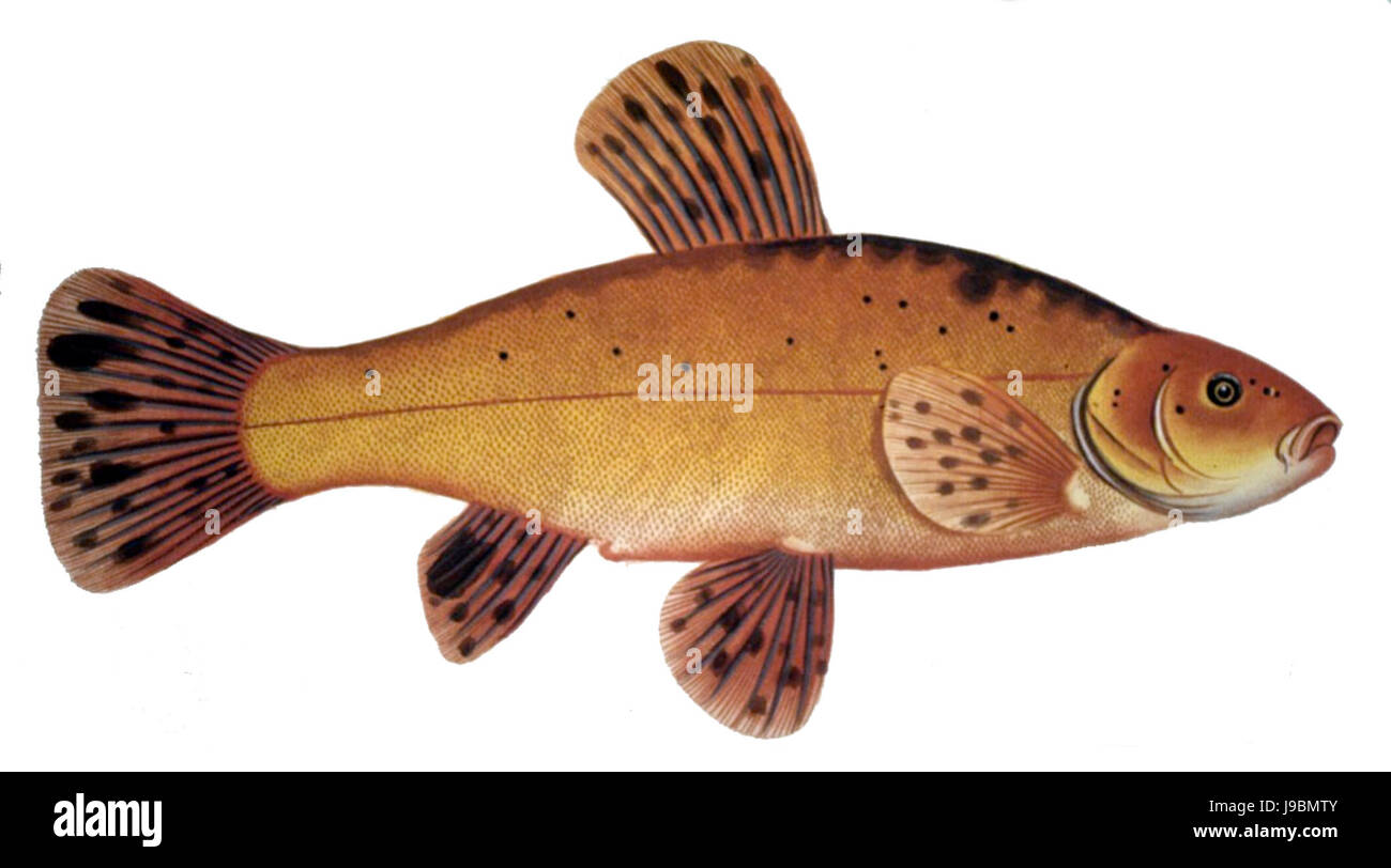 Tinca tinca Cut Out Stock Images & Pictures - Alamy