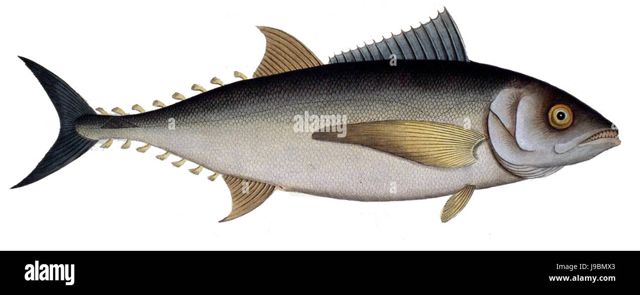 Thunnus thynnus atlantic hi-res stock photography and images - Alamy