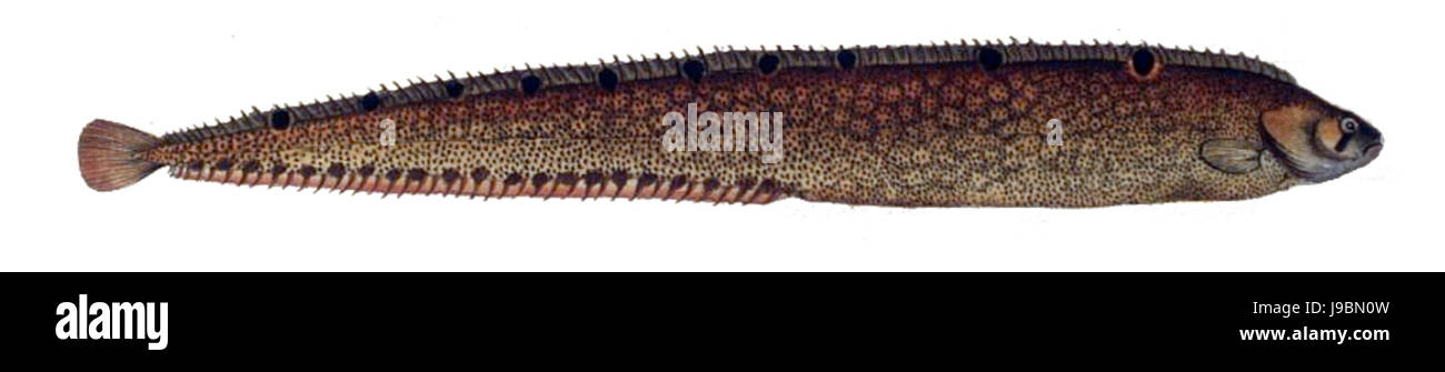 Gunnel fish Cut Out Stock Images & Pictures - Alamy