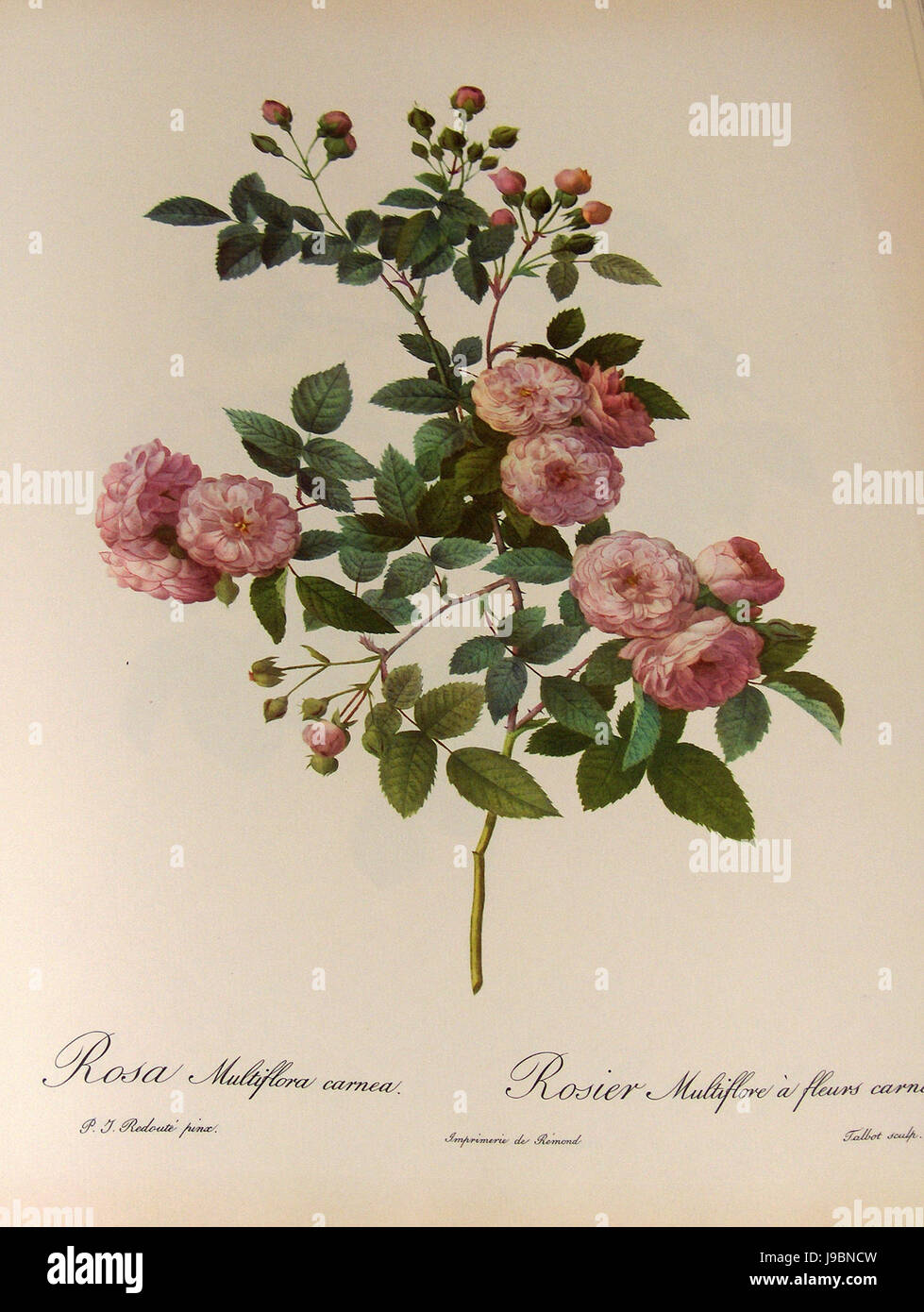 Rosa multiflora carnea 001 Stock Photo - Alamy