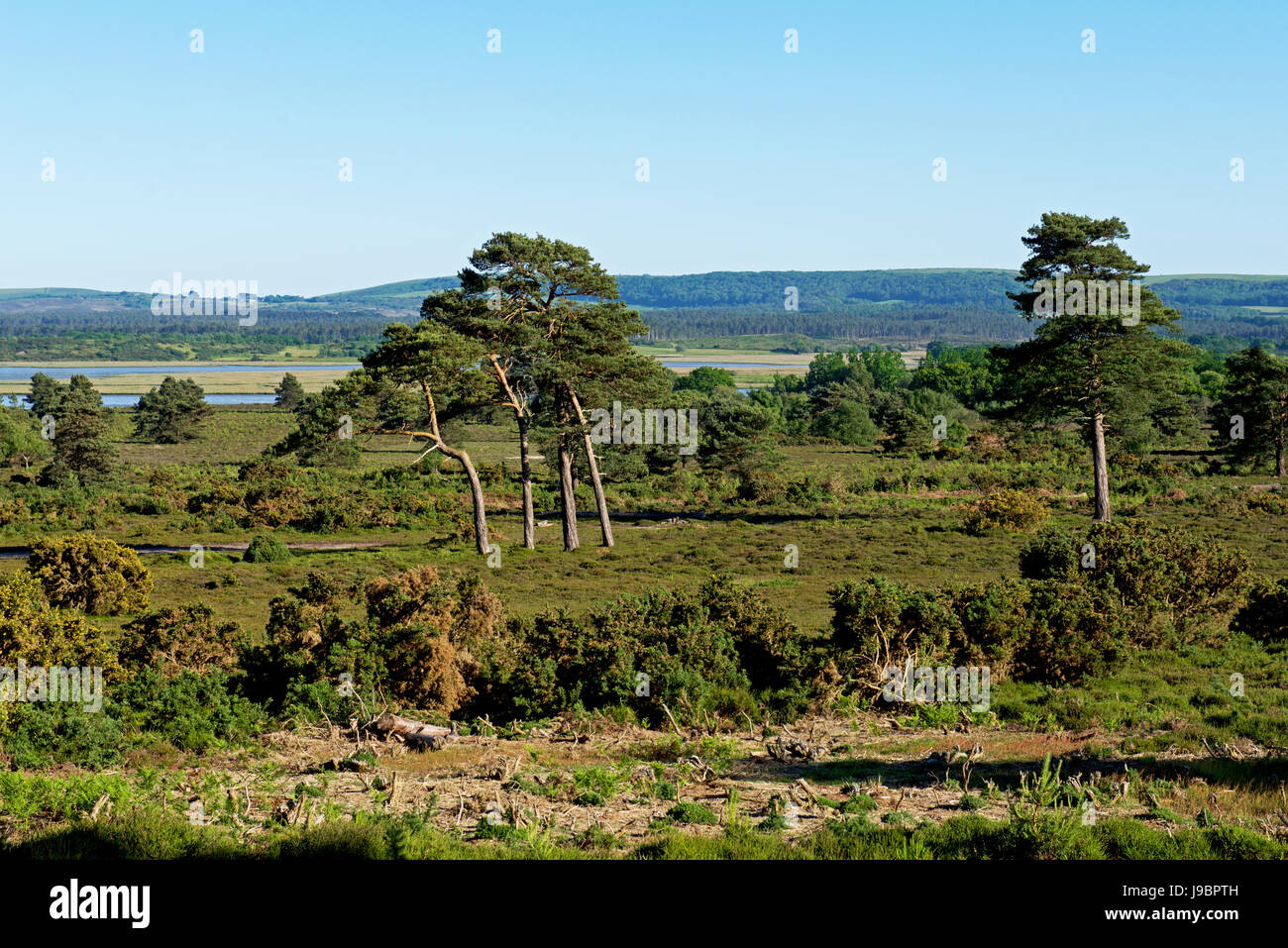 Heathland at Arne, an RSPB nature reserve in Dorset, England UK Stock ...