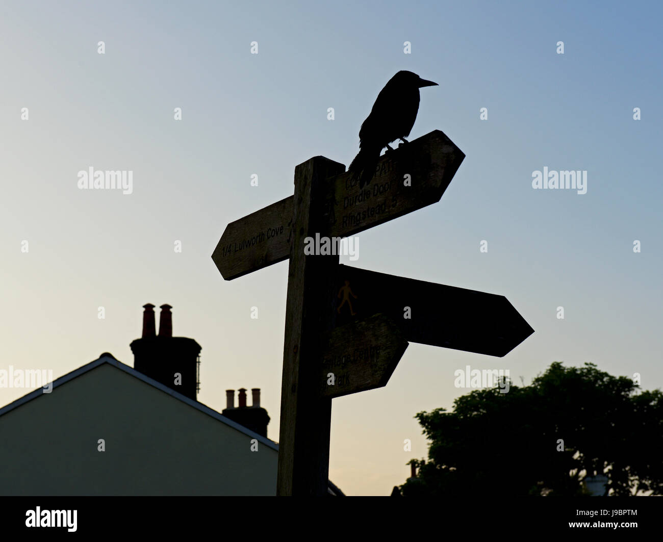 Crow sitting on road sign, England UK Stock Photo - Alamy