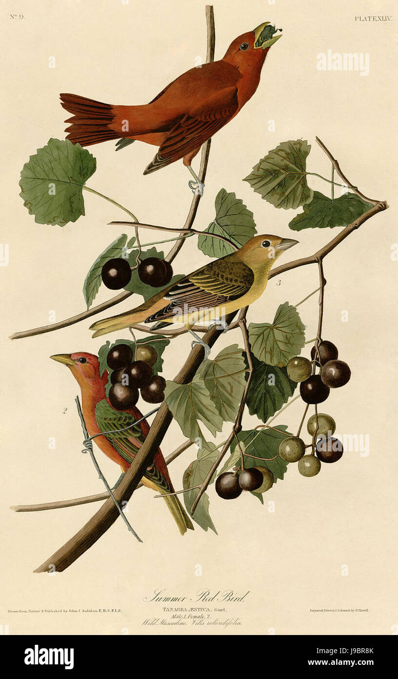 Summer Red Bird (Audubon Stock Photo - Alamy