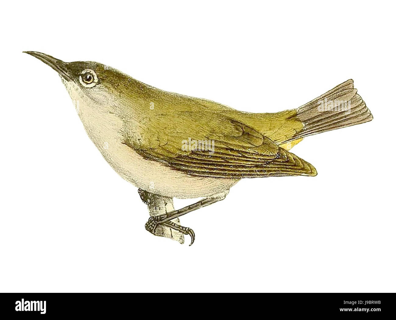 Zosterops olivaceus 1868 Stock Photo - Alamy
