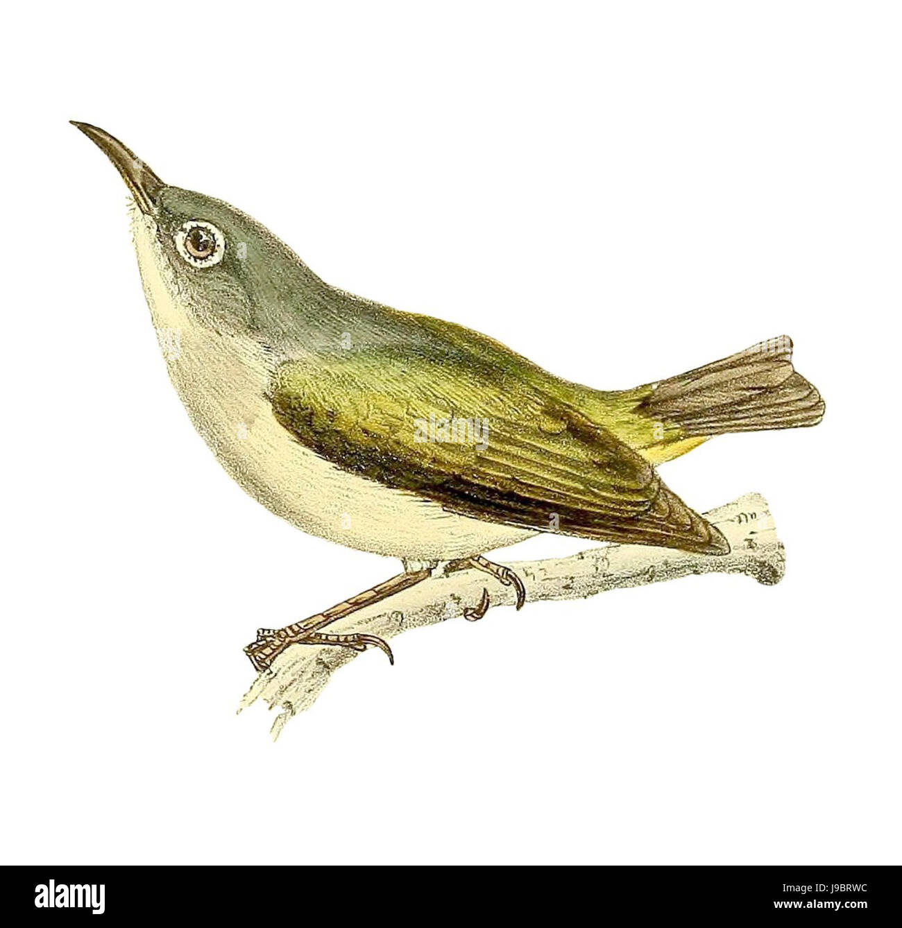 Zosterops chloronothos 1868 Stock Photo - Alamy