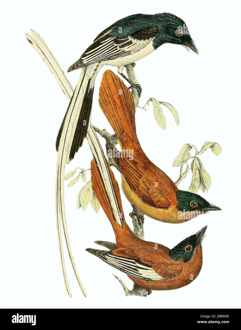 Mutata Cut Out Stock Images & Pictures - Alamy