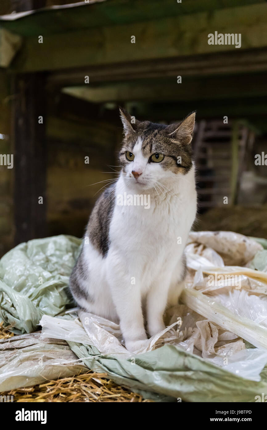 Cat on a farm sitting in the hay Stock Photo - Alamy
