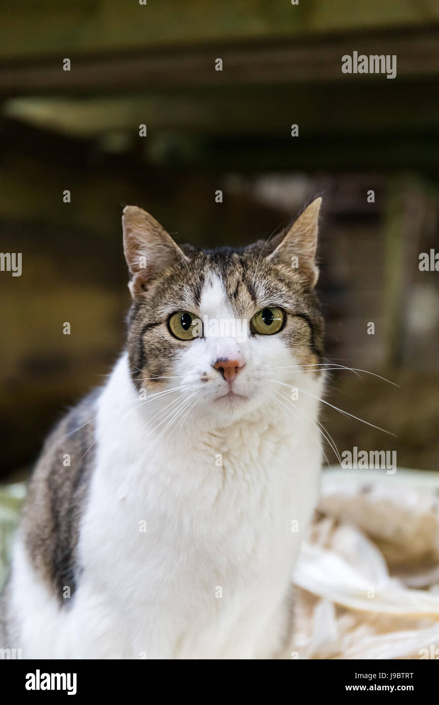 A farm cat or a feral cat hi-res stock photography and images - Alamy