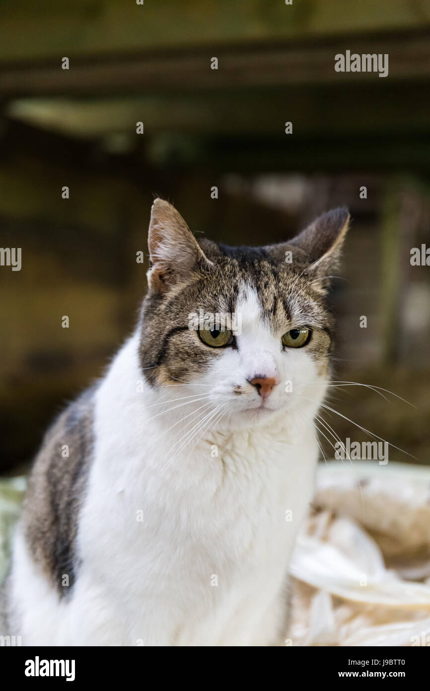 Cat on a farm sitting in the hay Stock Photo - Alamy
