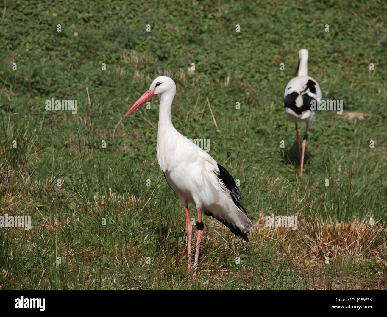 bird, birds, stork, migrant, birds of passage, animal, bird, birds, summer Stock Photo - Alamy