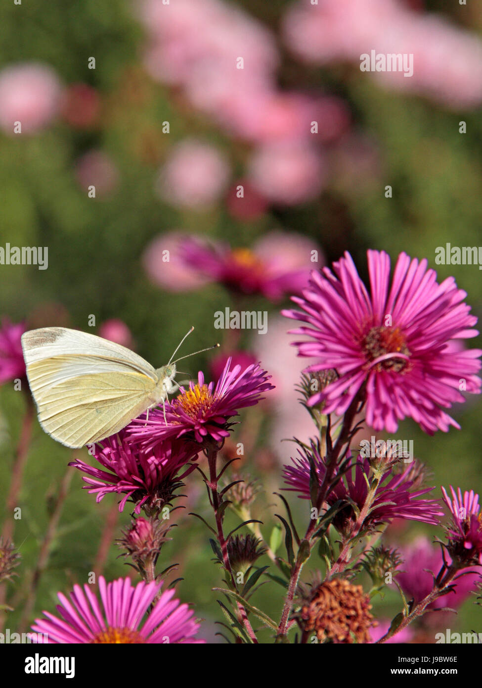 Weiling hi-res stock photography and images - Alamy