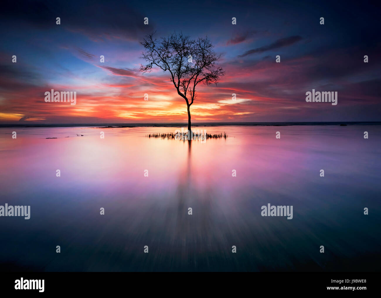 one mangrove tree in middle of ocean Stock Photo - Alamy