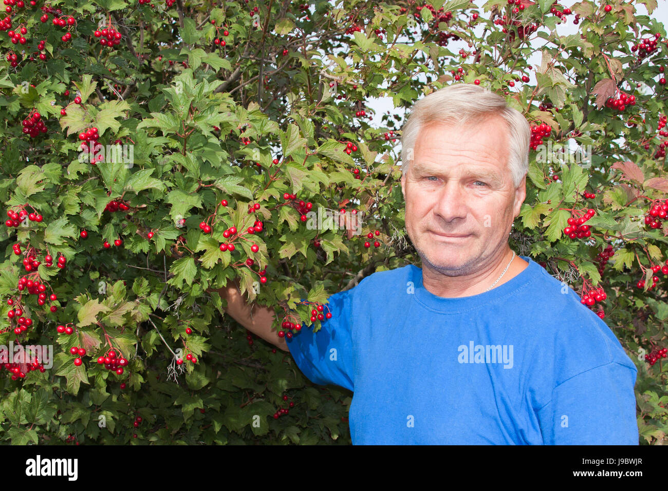 Elderly man on a background of red bush viburnum Stock Photo - Alamy