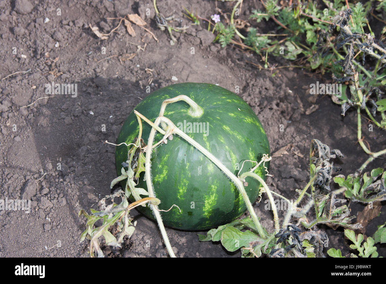 Vintage Ural watermelons grow in the garden Stock Photo - Alamy