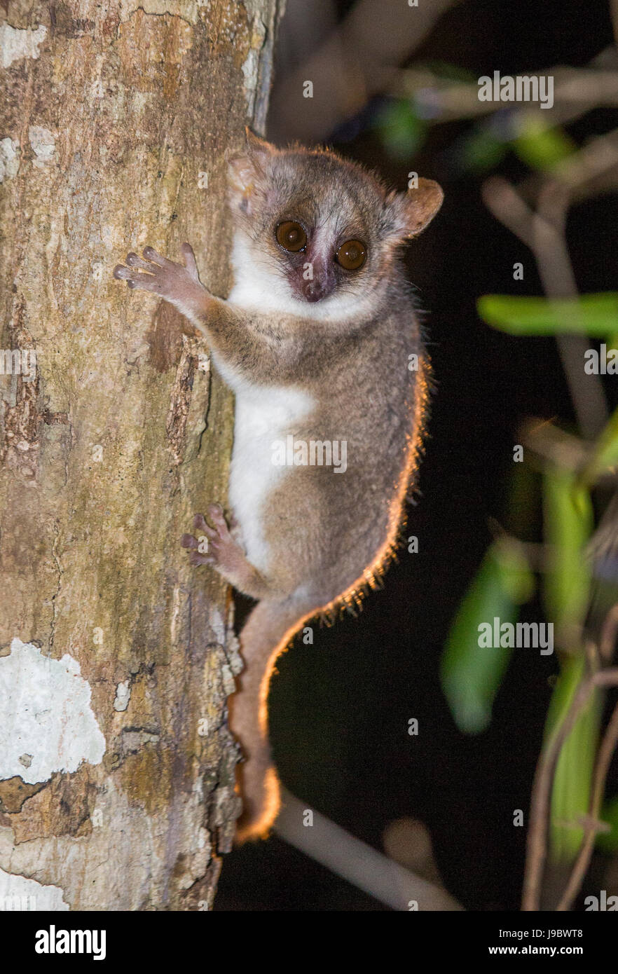 Gray mouse lemur (Microcebus murinus) is sitting on a tree at night ...