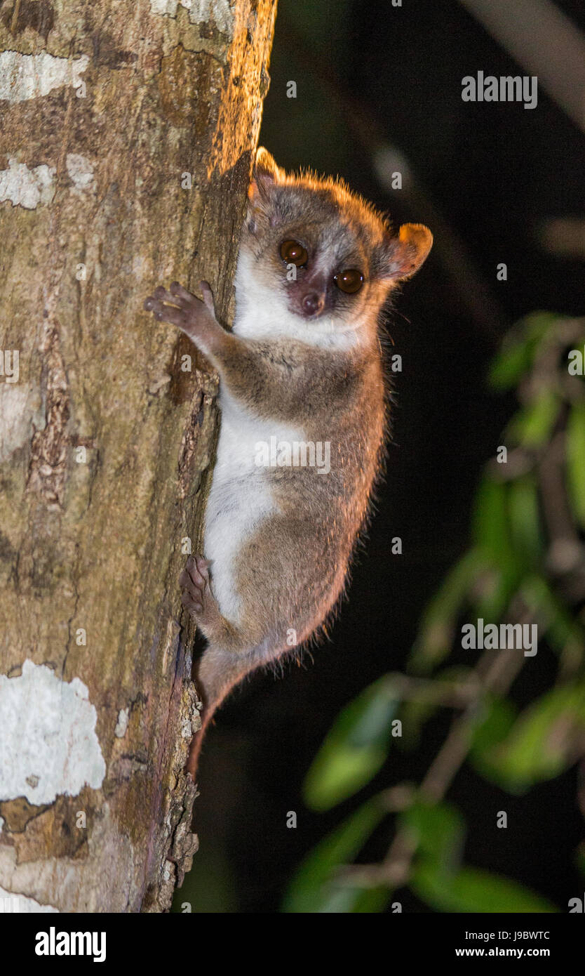 Reddish Gray Mouse Lemur