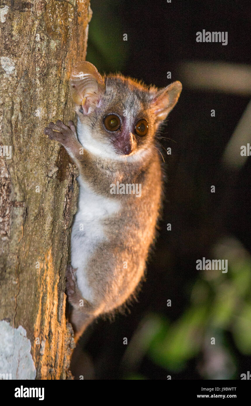 Gray mouse lemur (Microcebus murinus) is sitting on a tree at night ...