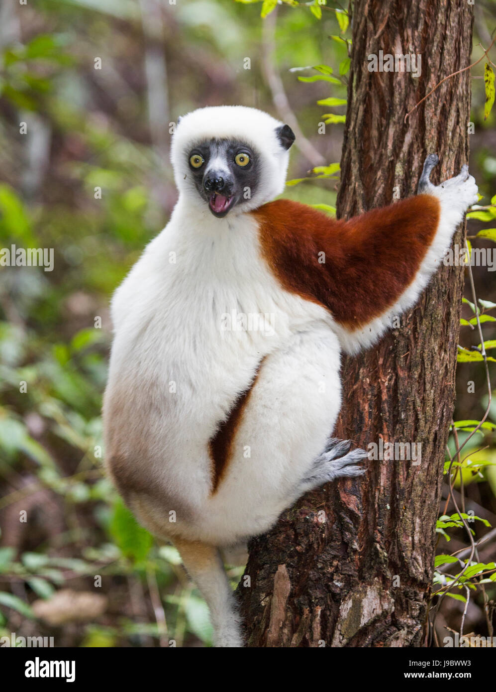 Coquerel’s Sifaka (Propithecus coquereli) is sitting on the tree ...