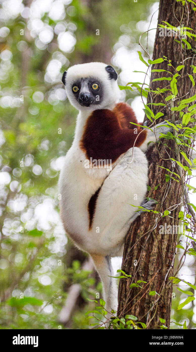 Coquerel’s Sifaka (Propithecus coquereli) is sitting on the tree ...