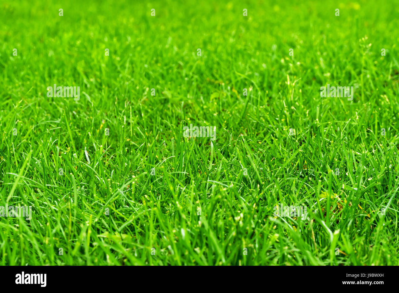 Texture of grass blurred in perspective as background Stock Photo - Alamy