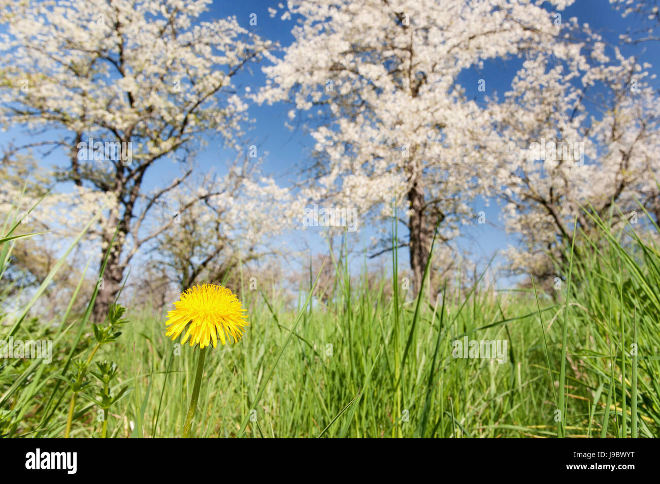 bloom, blossom, flourish, flourishing, spring, cherry blossom, fruit ...