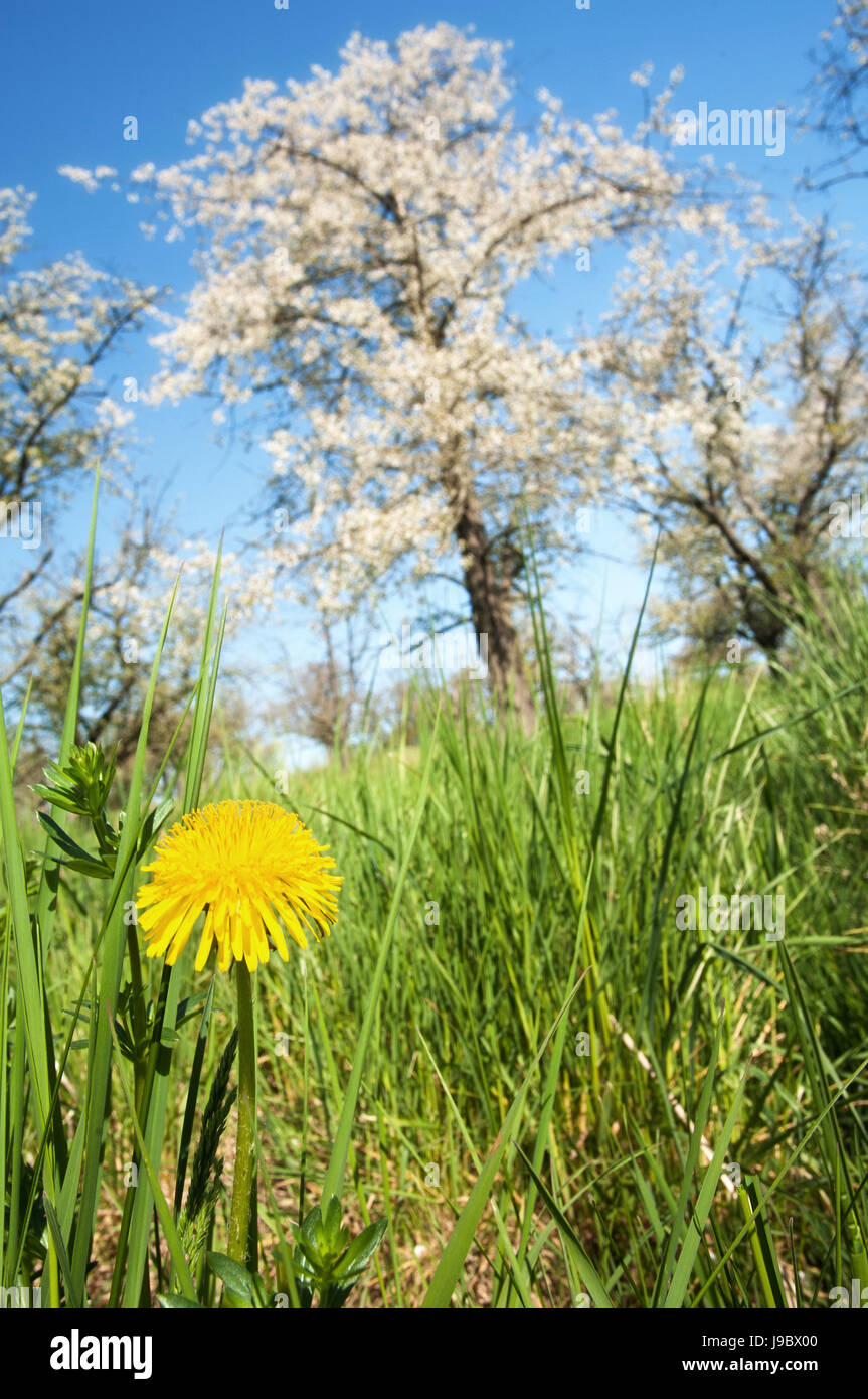 bloom, blossom, flourish, flourishing, spring, cherry blossom, fruit ...