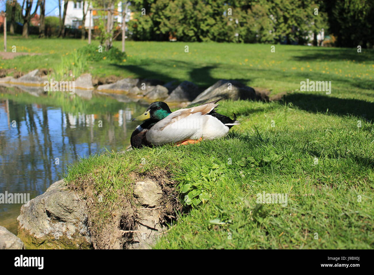 green, beak, duck, waterfowls, waterfowl, drake, mallard, beaks, head ...