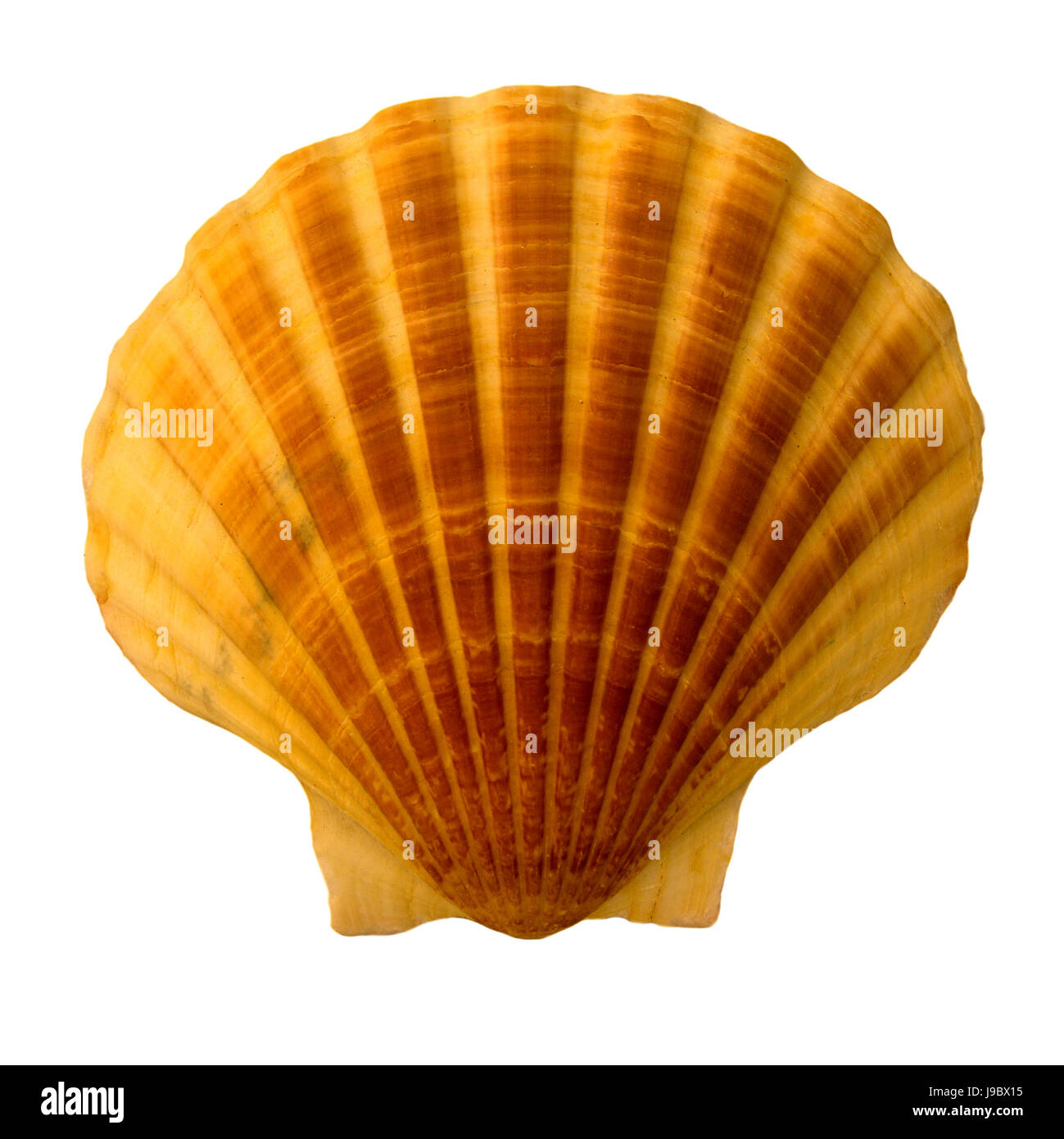 mollusc, shell, seashell, object, isolated, holiday, vacation, holidays ...