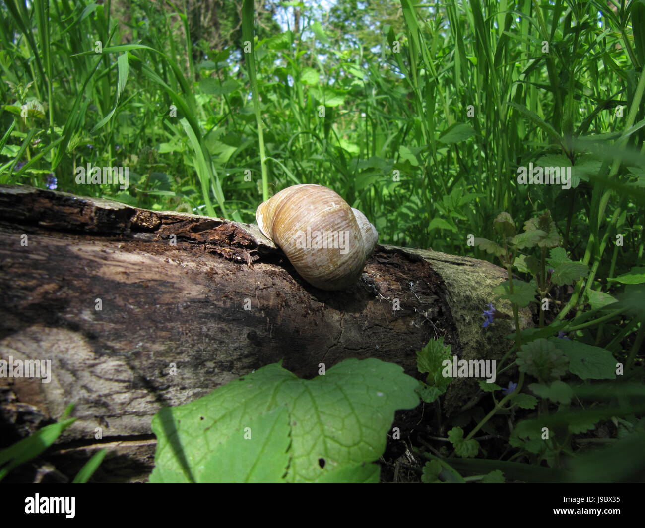 house, building, snail, edible snail, snail shell, antenna, creep ...