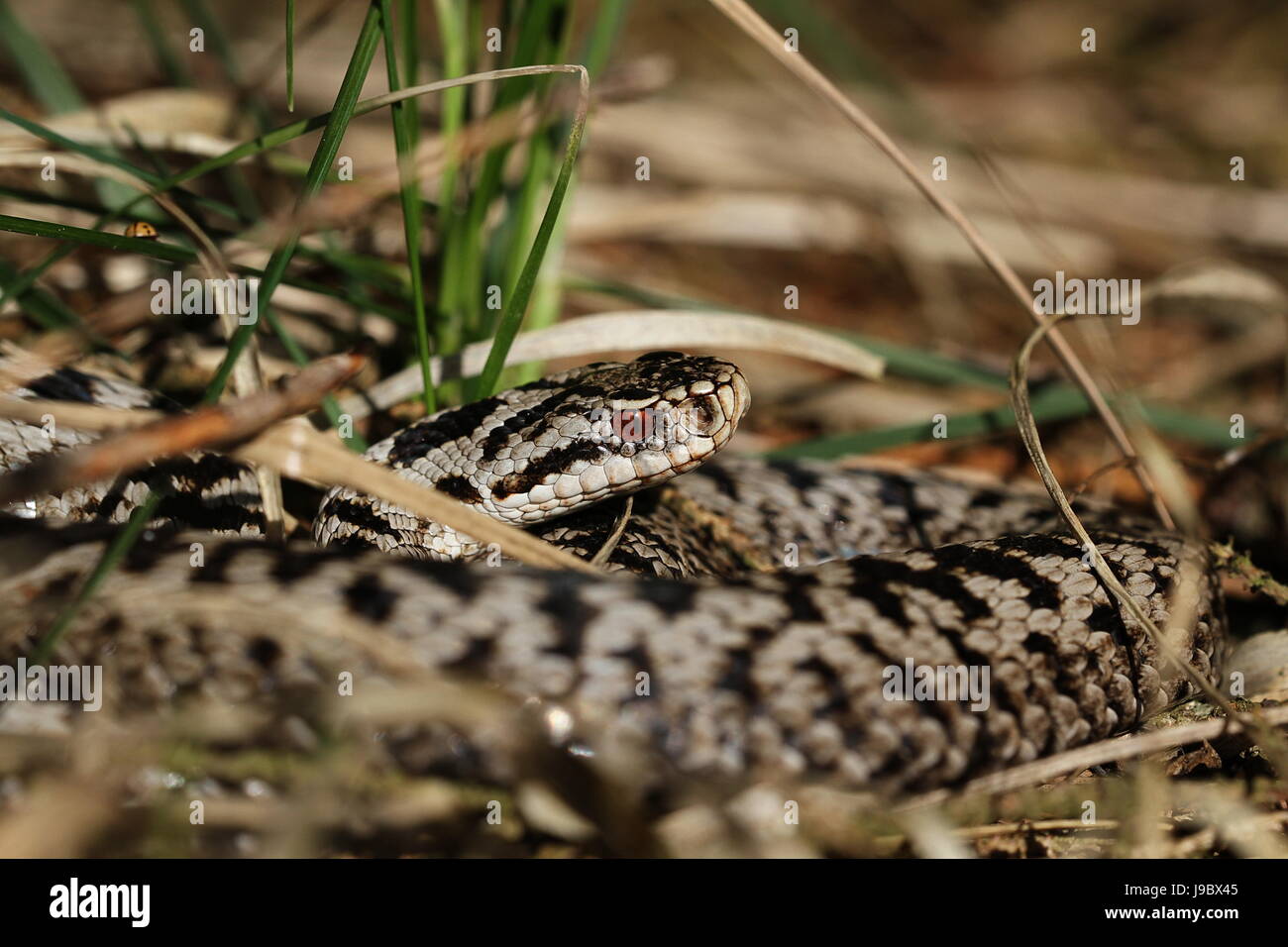 Sunbathing snakes hi-res stock photography and images - Alamy