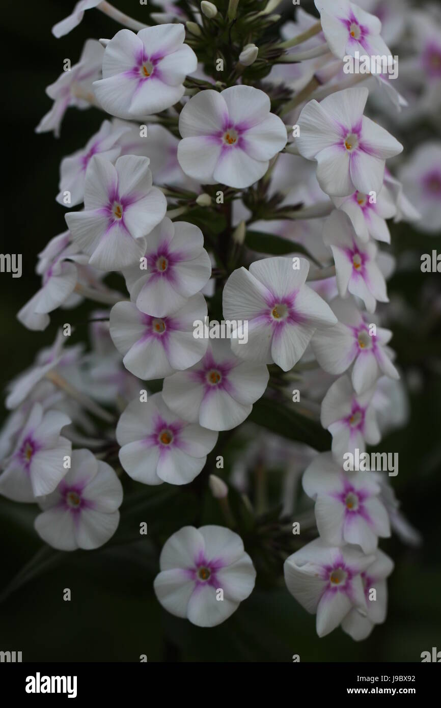 flower, plant, high, hight, height, altitude, elevation, leaf, macro ...