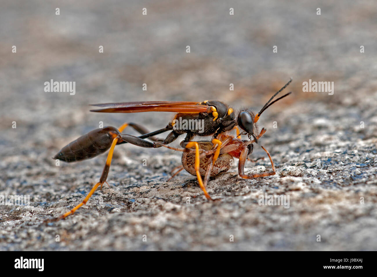 Killerwespe hi-res stock photography and images - Alamy