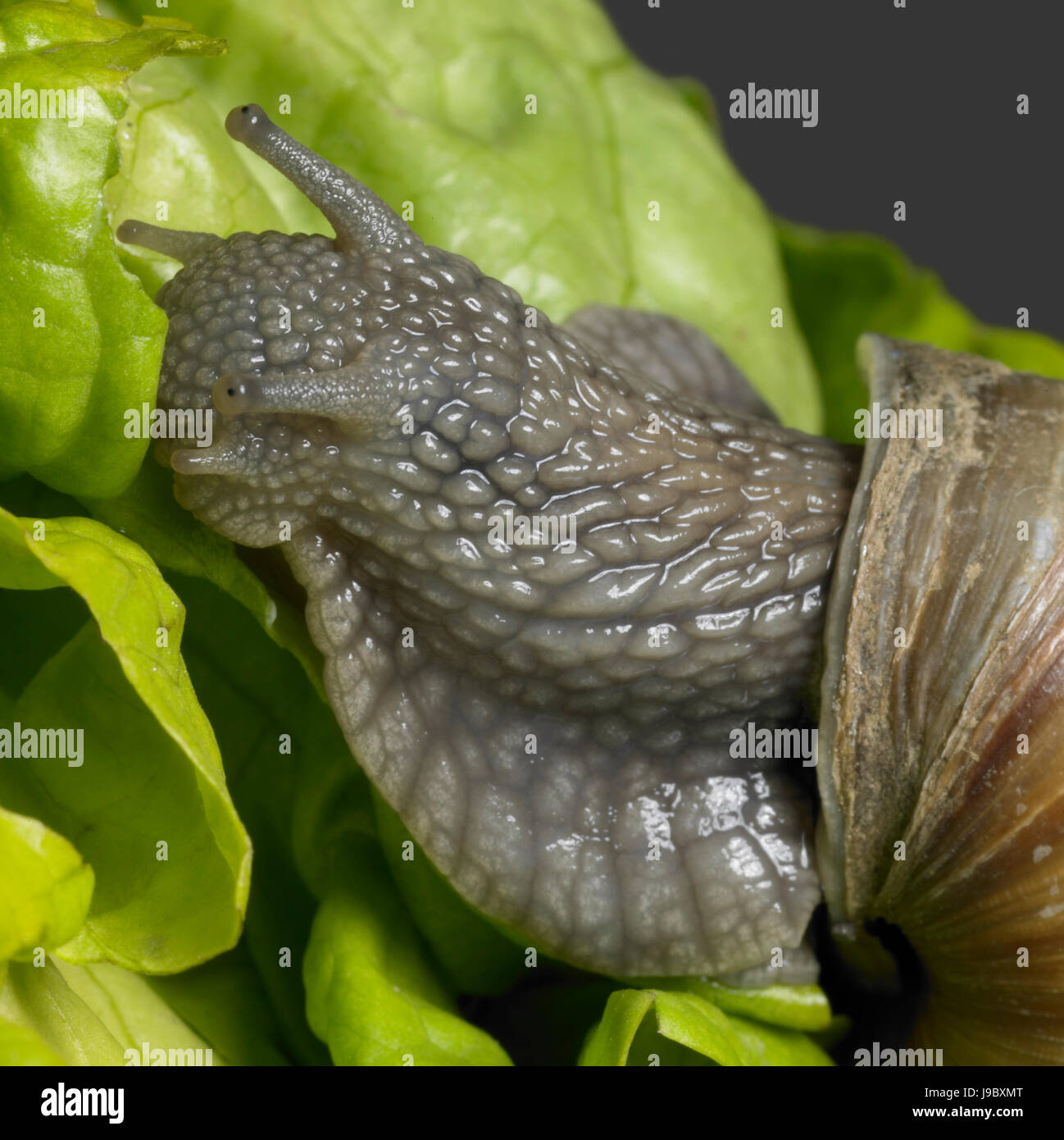 grapevine snail closeup Stock Photo - Alamy