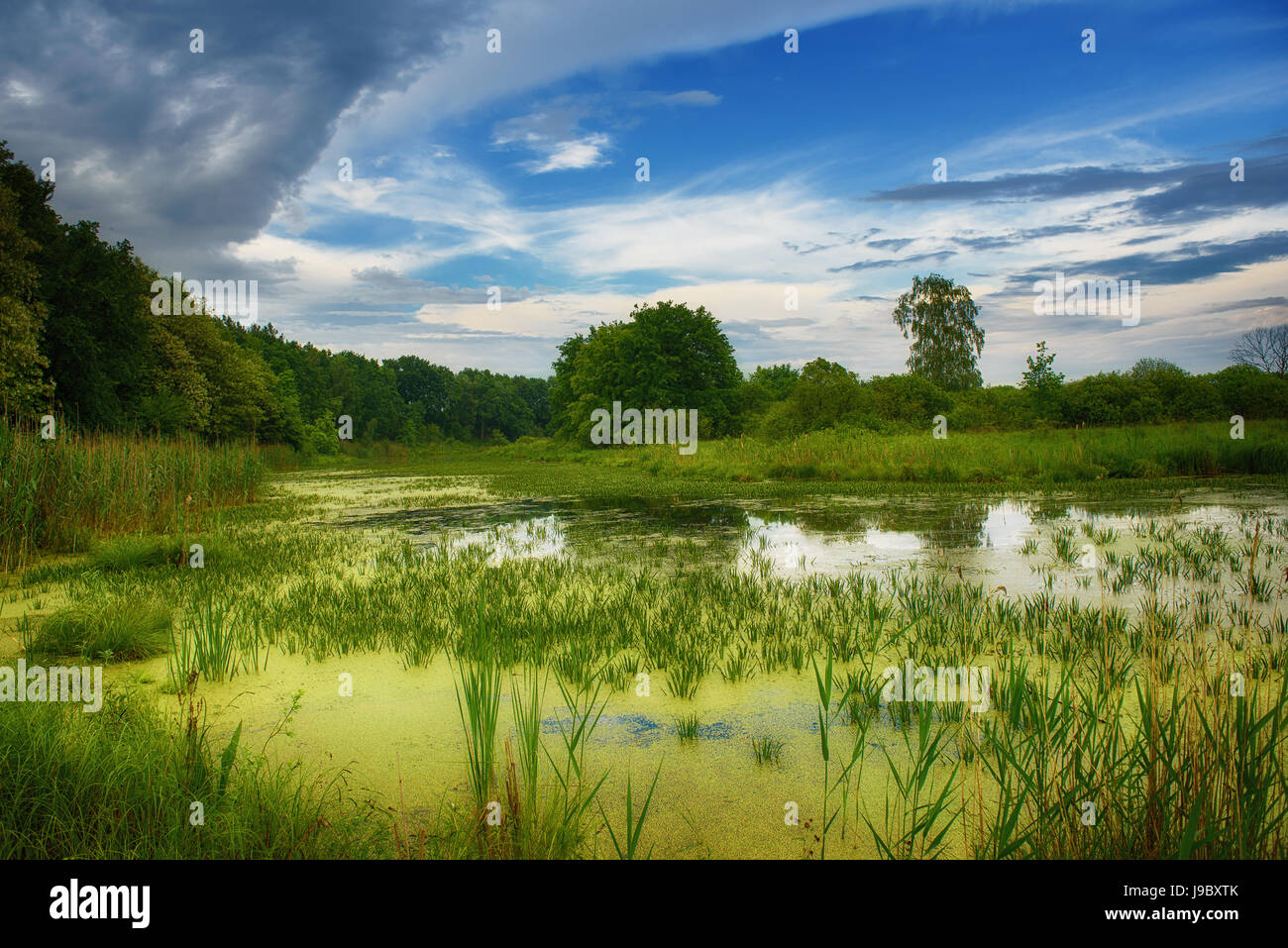 Beautiful summer landscape Stock Photo - Alamy