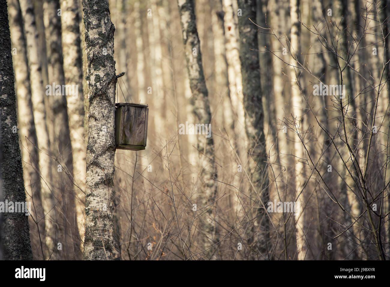 Nesting box in the forest Stock Photo - Alamy