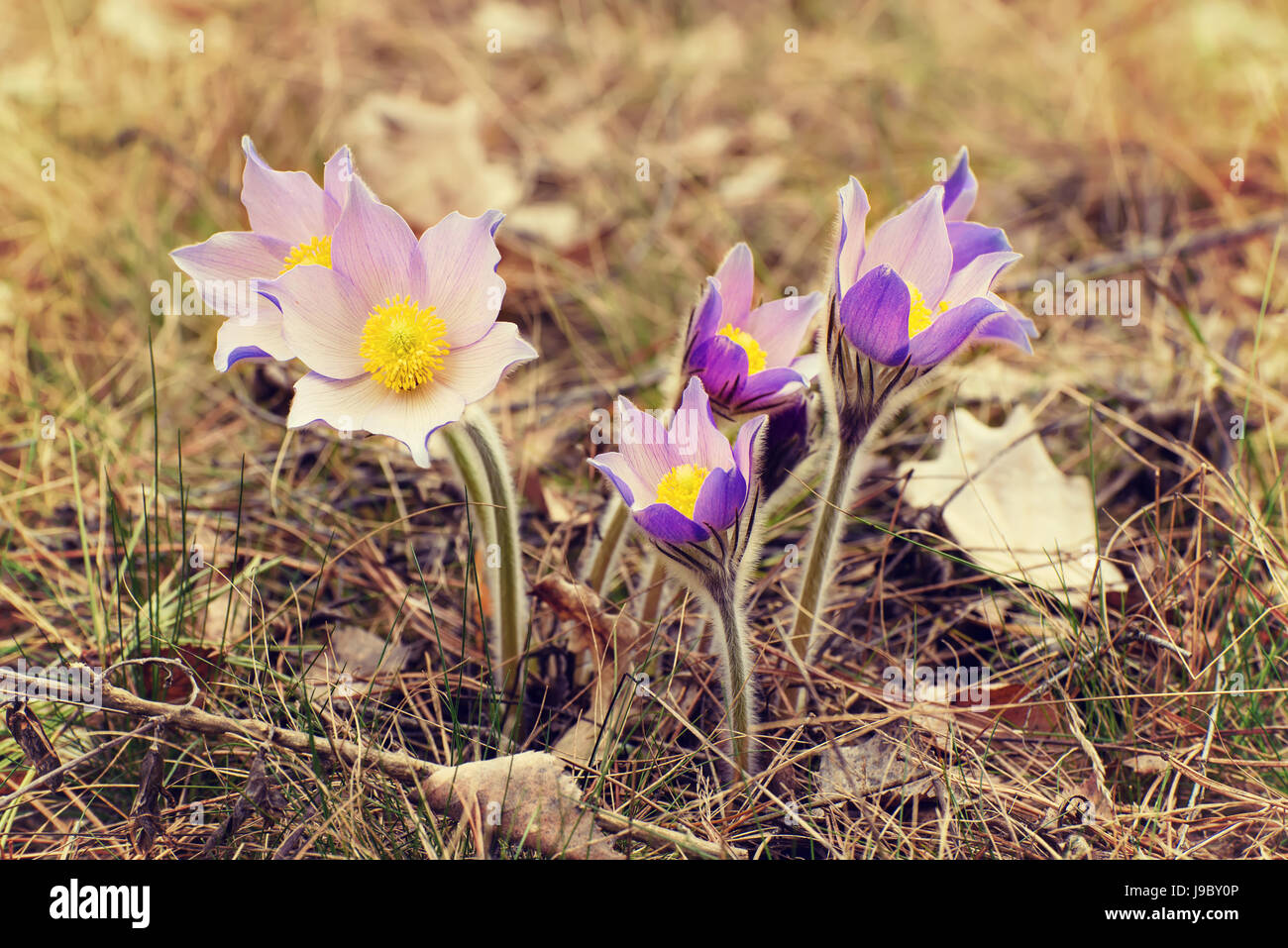 Pasque-flower in nature Stock Photo - Alamy